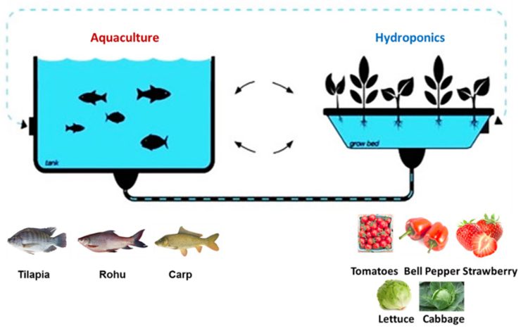 NUST Researcher Developed Aquaponics: A Machine Learning based Organic ...
