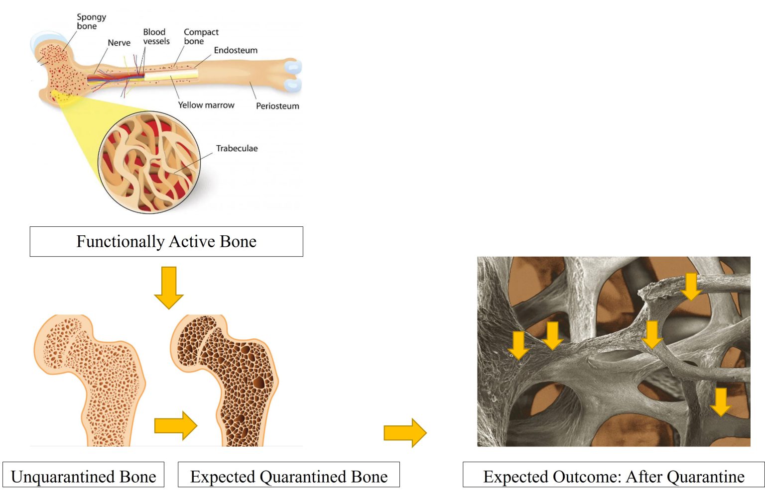 Figure 1. Framework of the expected outcome Figure 1. Framework of the expected outcome