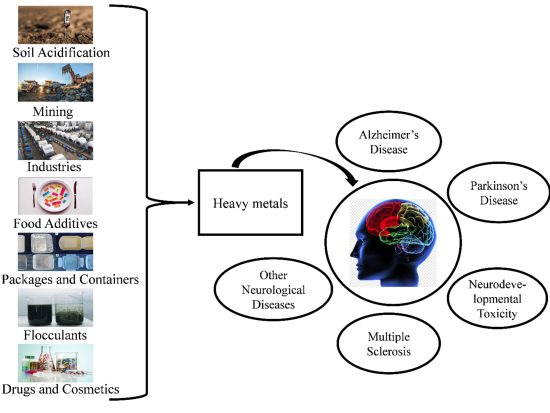 Metal induced toxicity and the after effect on Human Brain