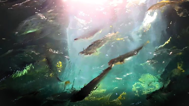 Fish-Sense – AI Innovations in Aquaculture - Research at NUST