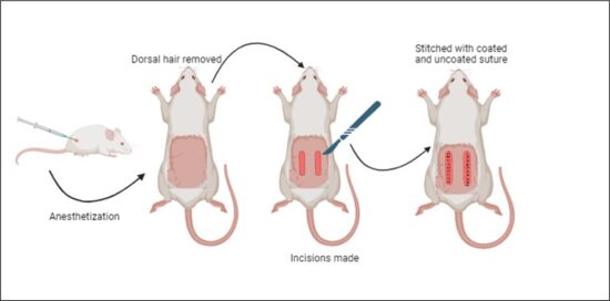 Development of Biodegradable sutures for surgical incisions and wounds