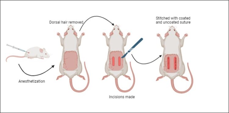 Development of Biodegradable sutures for surgical incisions and wounds